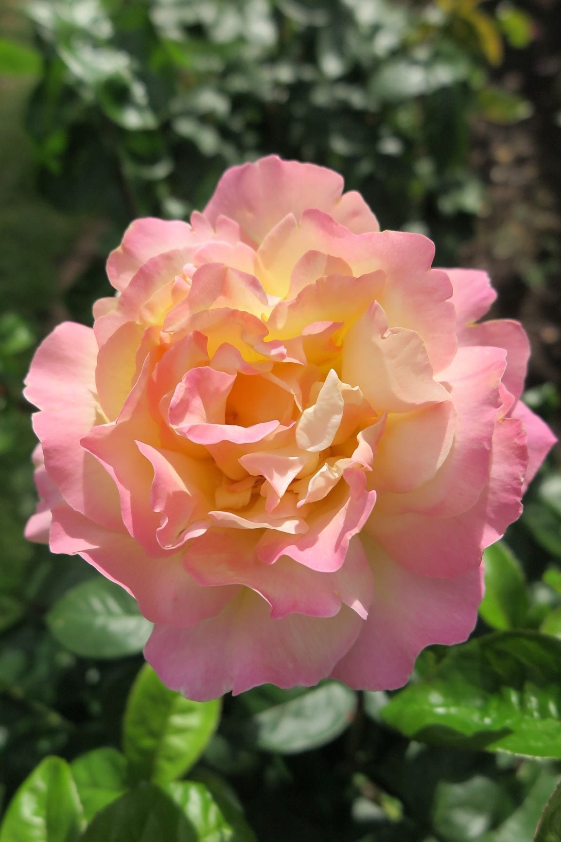 A Photo Journey of Portland International Rose Test Garden - 10 ...