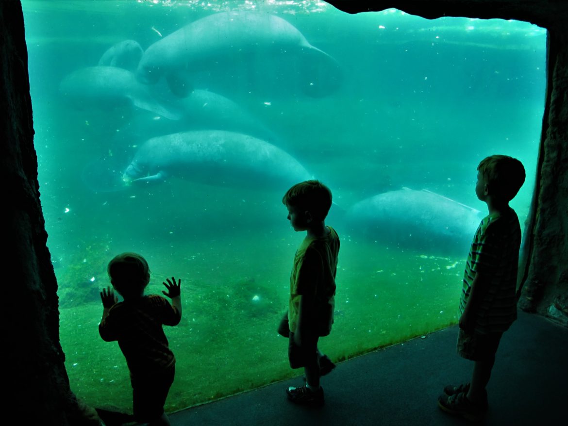 Where, When & How to Best See Manatees in Florida - 10 Traveling Feet