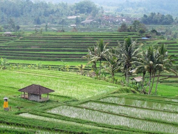 10 Great Things to Do on the Island of Bali (+Travel Tips) - 10 ...