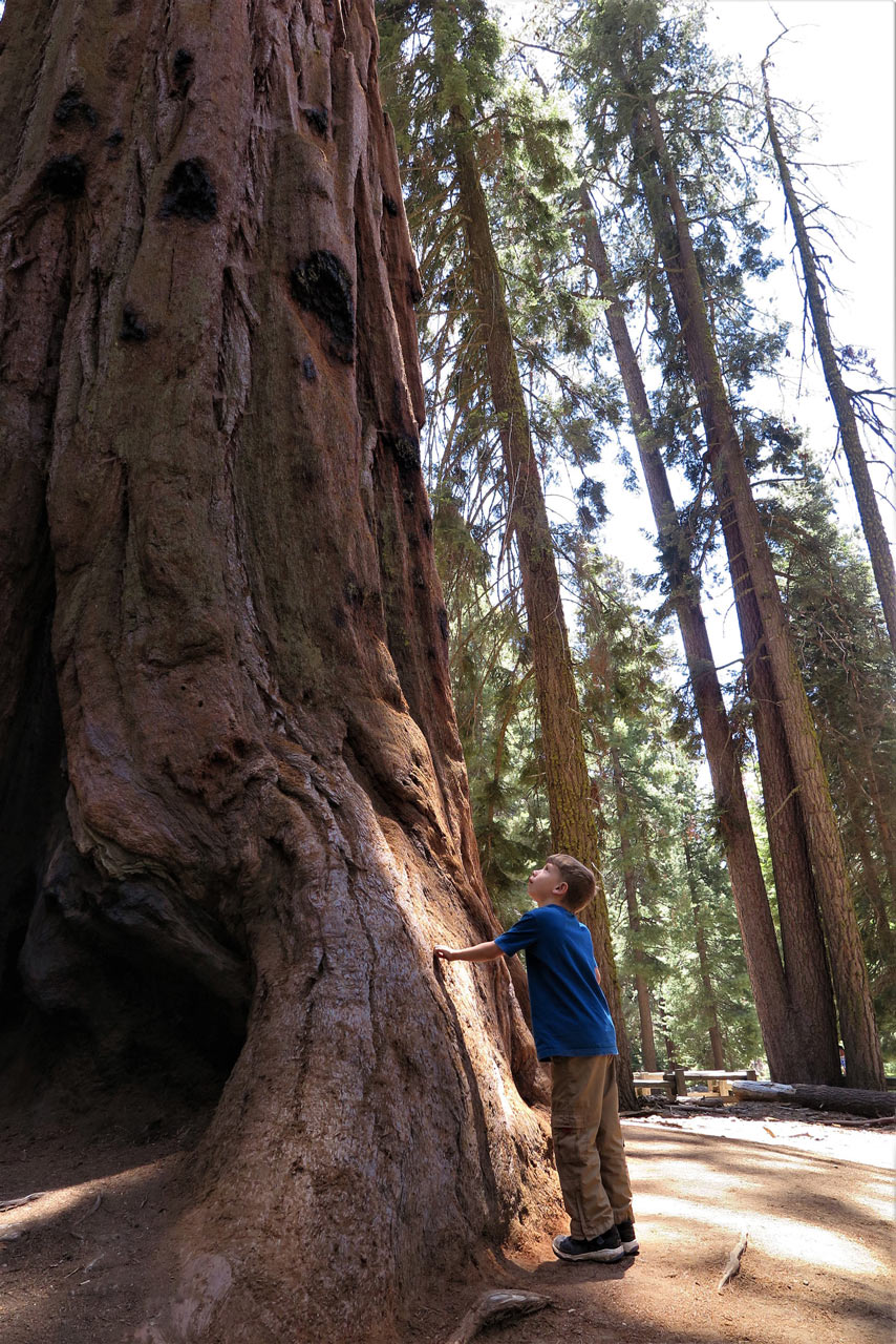 Sequoia National Park/ Kings Canyon: Top Things to Do (Family-Friendly ...