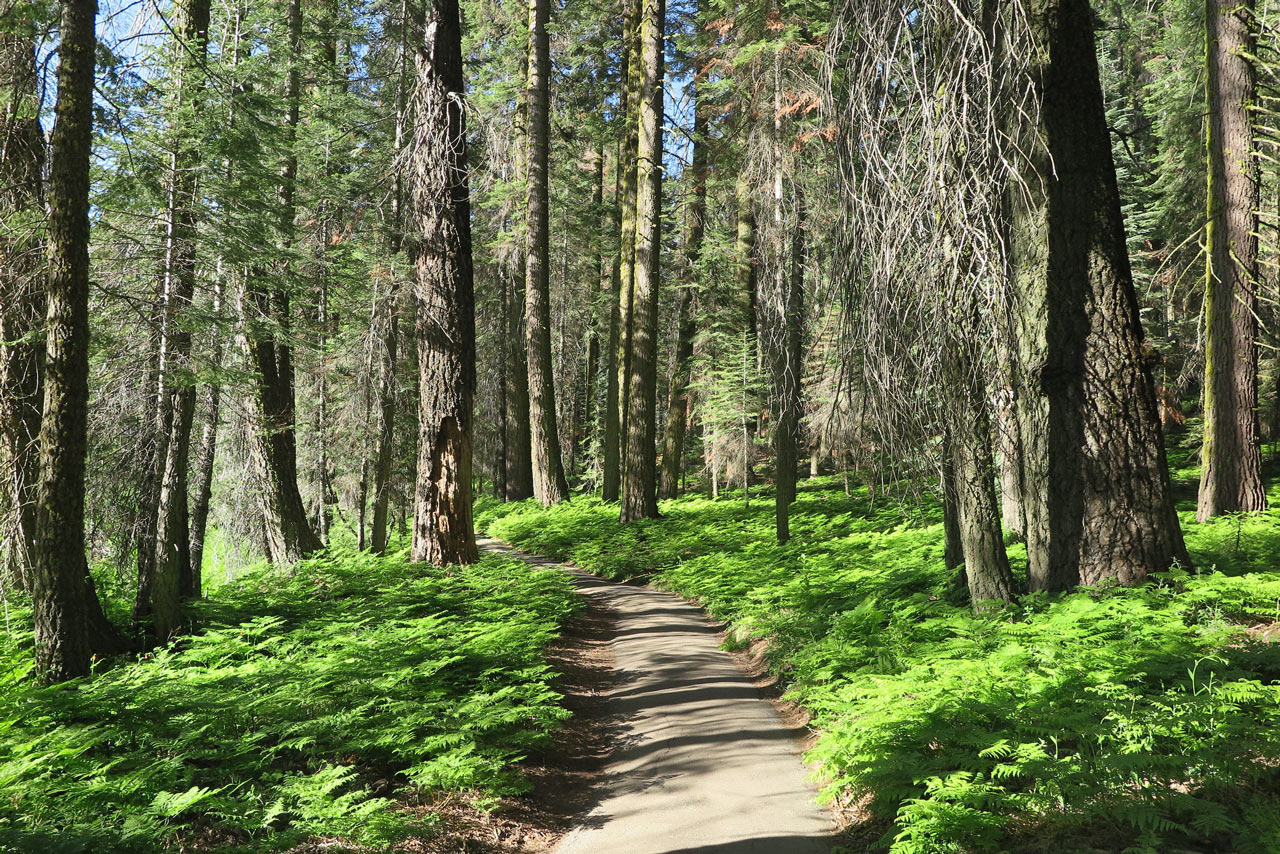 Sequoia National Park/ Kings Canyon: Top Things to Do (Family-Friendly ...