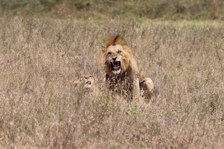Nairobi National Park: What to Expect, Top Animals to Look For & Tips ...