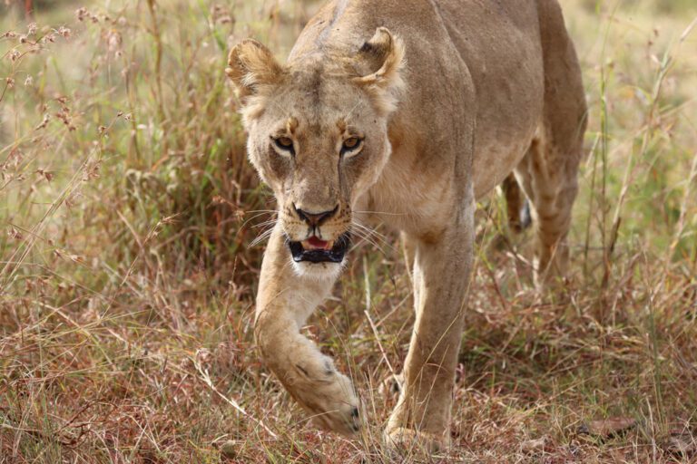 Nairobi National Park: What to Expect, Top Animals to Look For & Tips ...