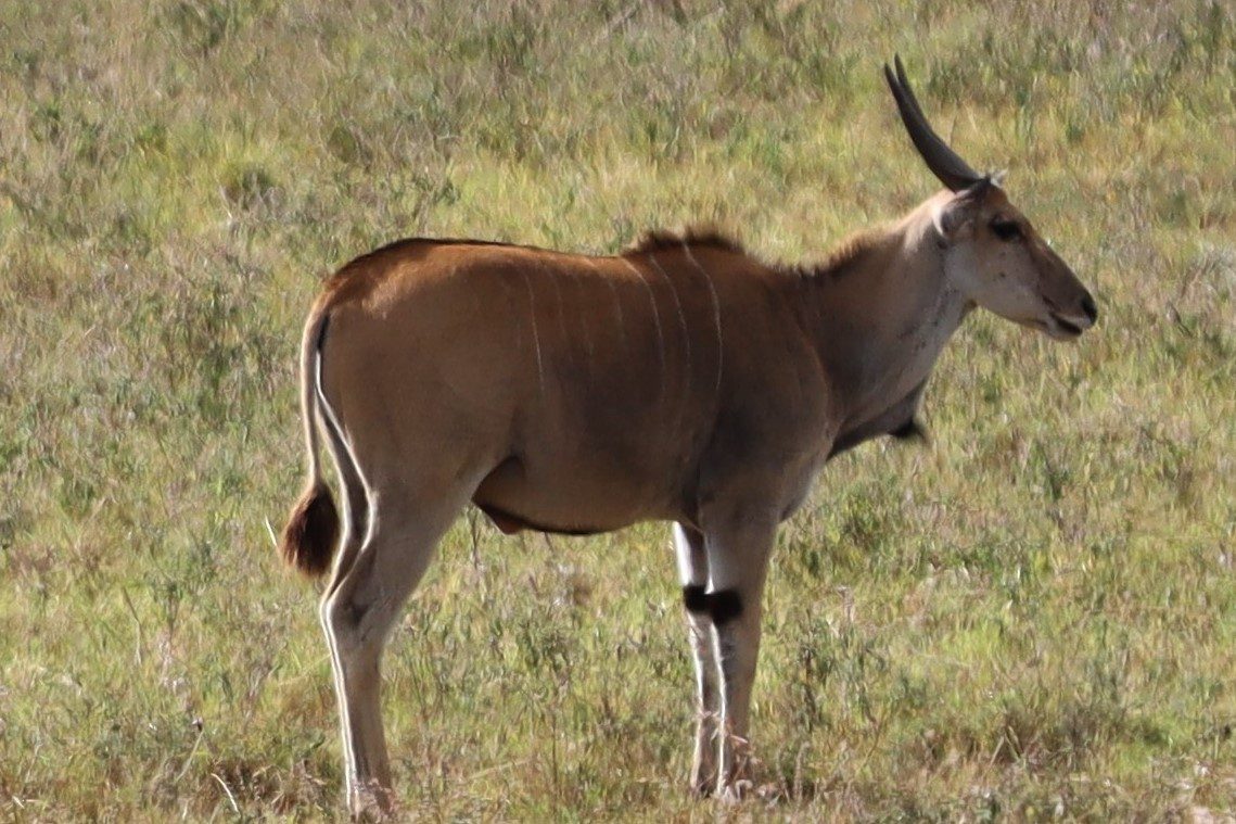 Nairobi National Park: What to Expect, Top Animals to Look For & Tips ...